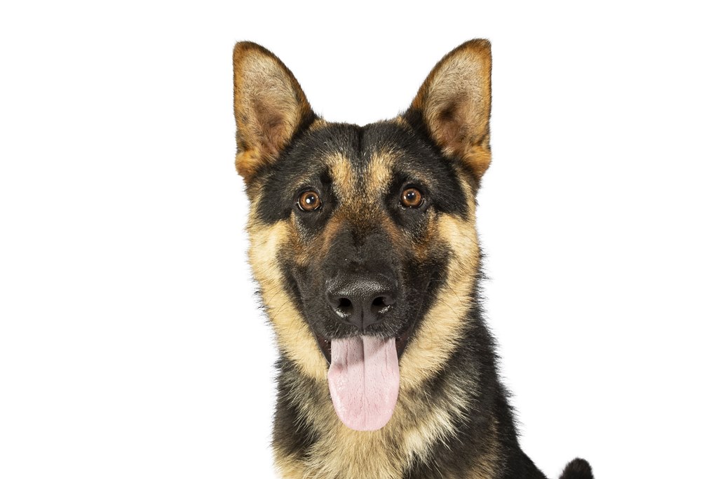 Major - Large Male German Shepherd Dog in NSW - PetRescue