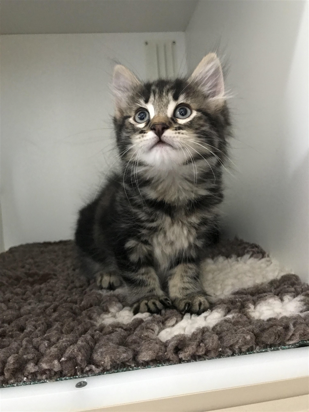 Rooibos - Male Dsh Mix Cat in WA - PetRescue