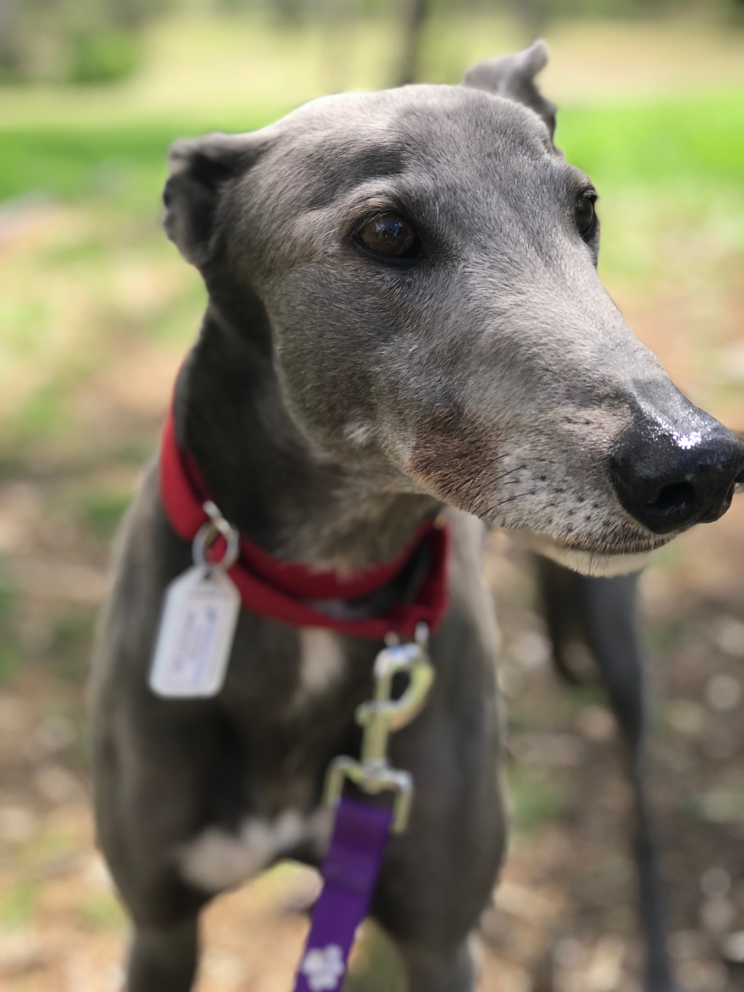 Will - Large Male Greyhound Dog in NSW - PetRescue