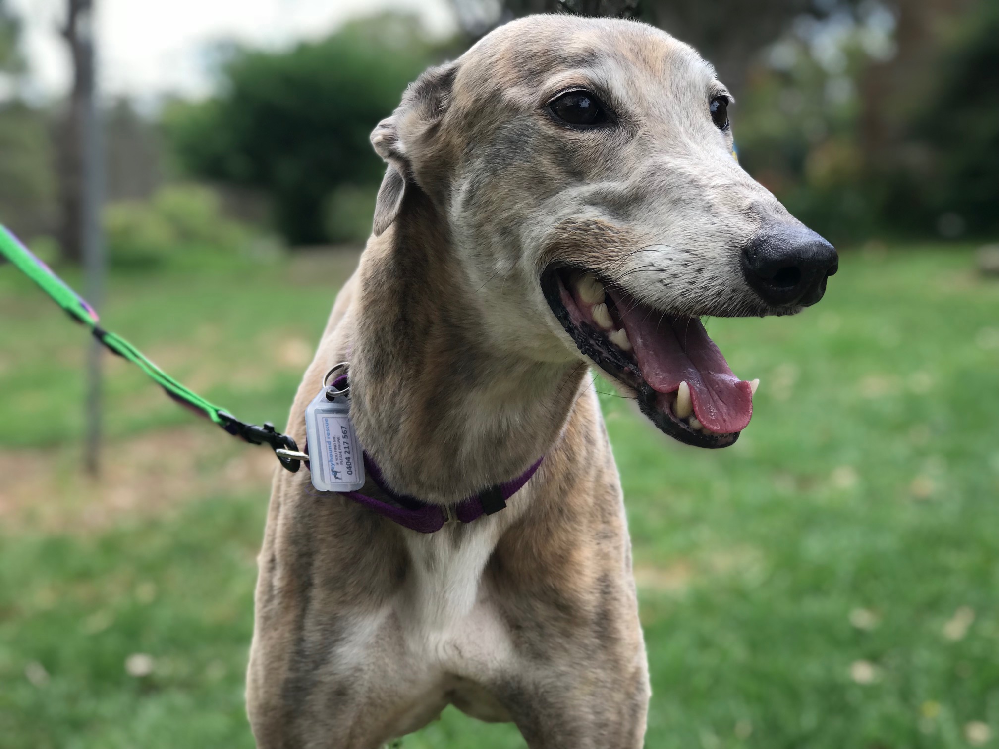 April - Large Male Greyhound Dog in NSW - PetRescue