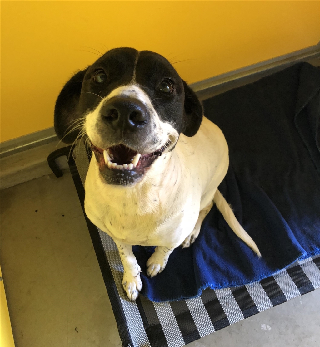 Izzy - Large Female Labrador Retriever x English Pointer Mix Dog in QLD ...