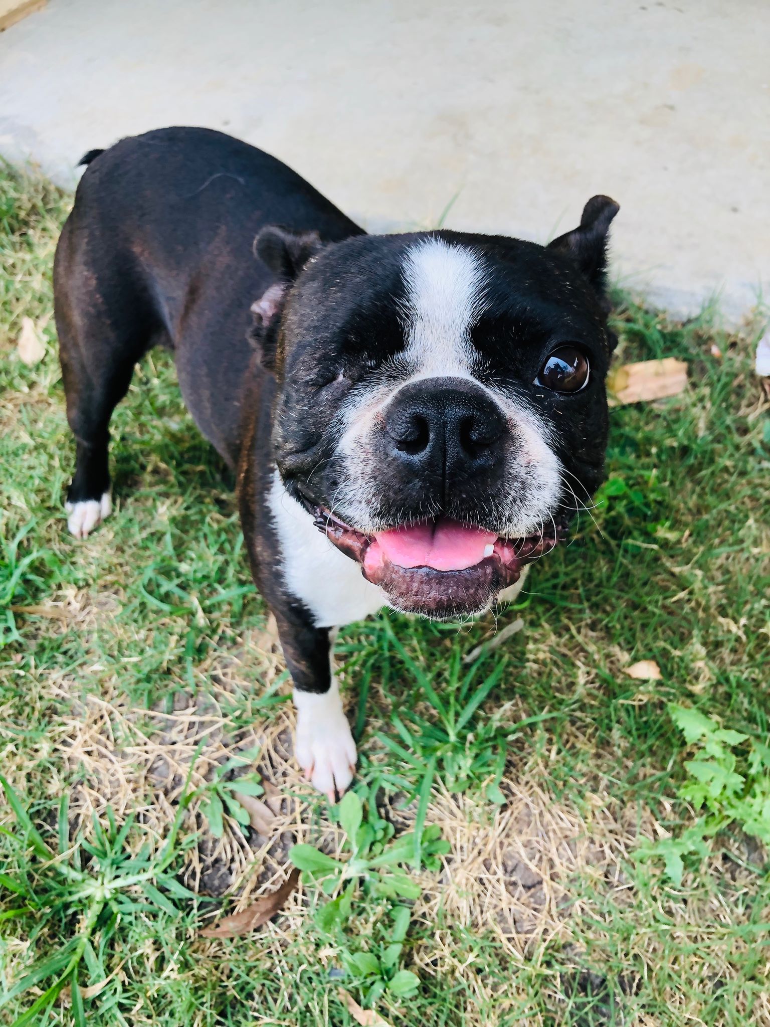 Chelsea - Small Female Boston Terrier Dog in QLD - PetRescue