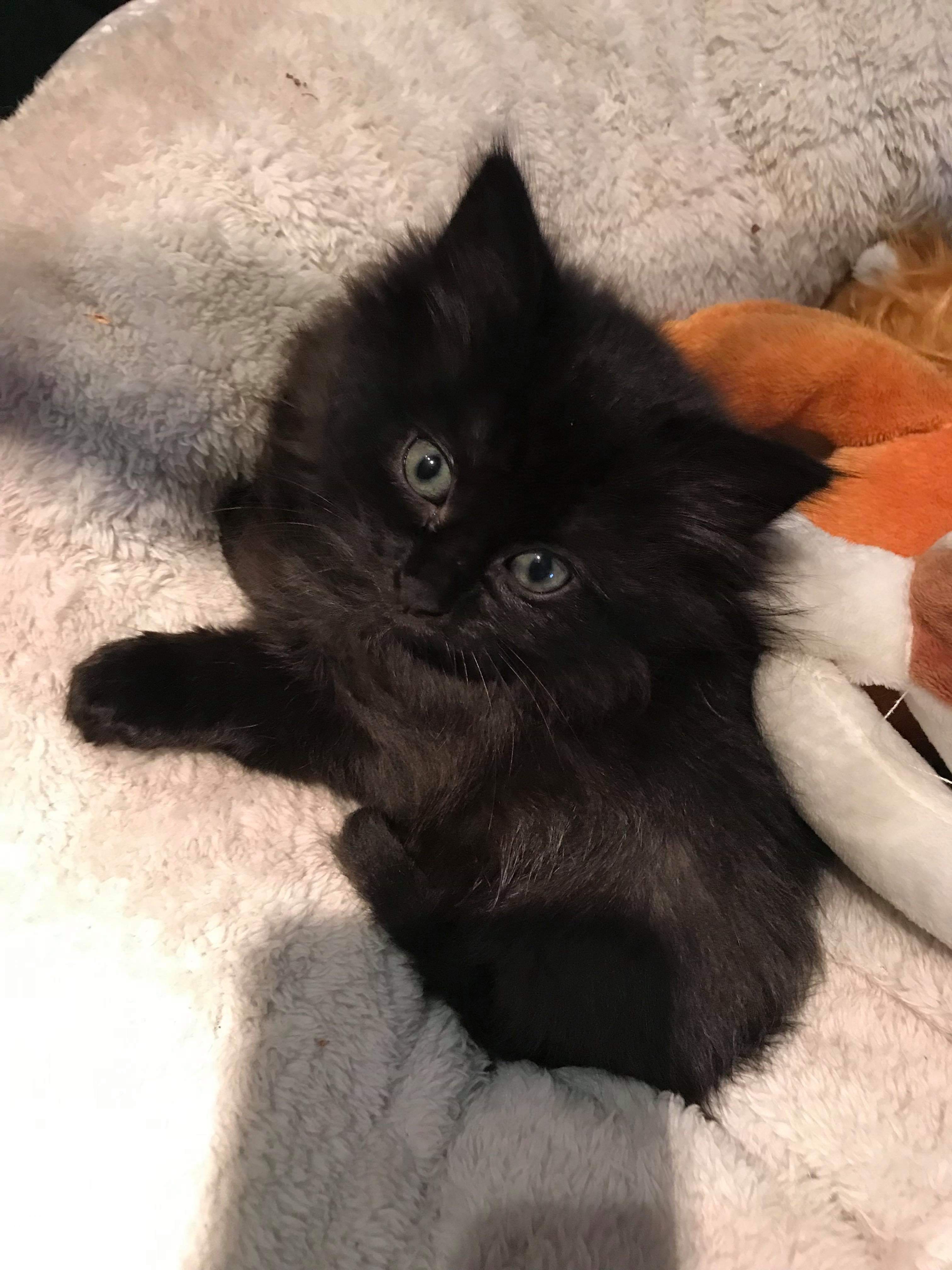 Ebony - Female Domestic Medium Hair Cat in VIC - PetRescue