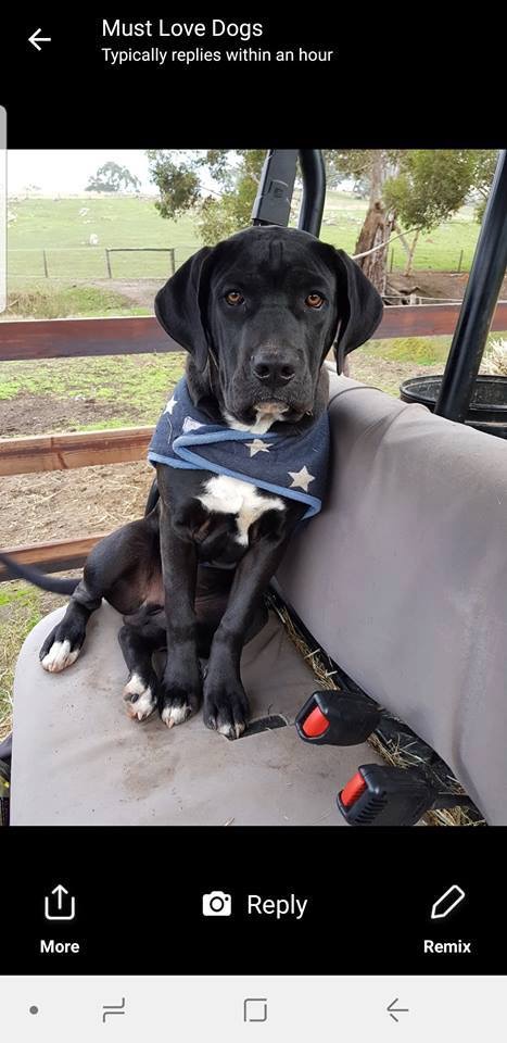 Coogee - Large Male Neapolitan Mastiff Dog in SA - PetRescue