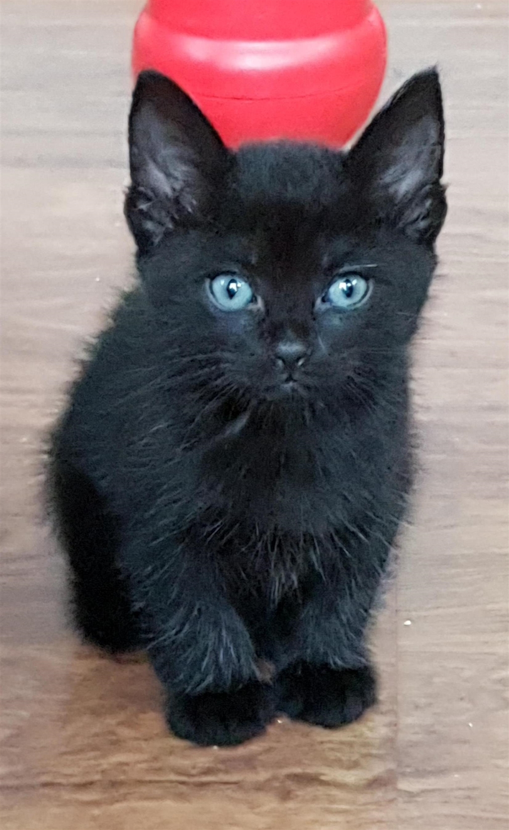 Rumple - Male Domestic Short Hair Mix Cat in QLD - PetRescue