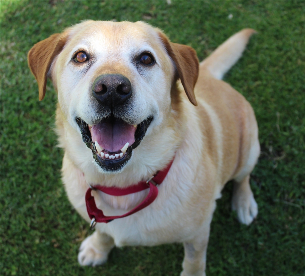 Andy - Large Male Labrador Mix Dog in WA - PetRescue