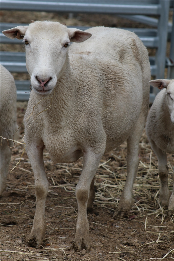 Moira - Female Sheep in NSW - PetRescue