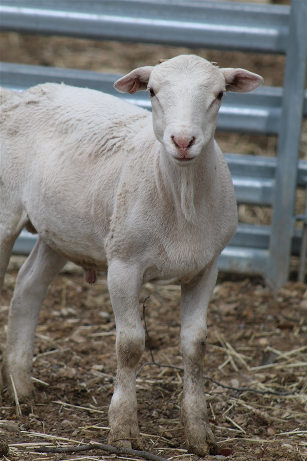 Tipper - Male Sheep in NSW - PetRescue