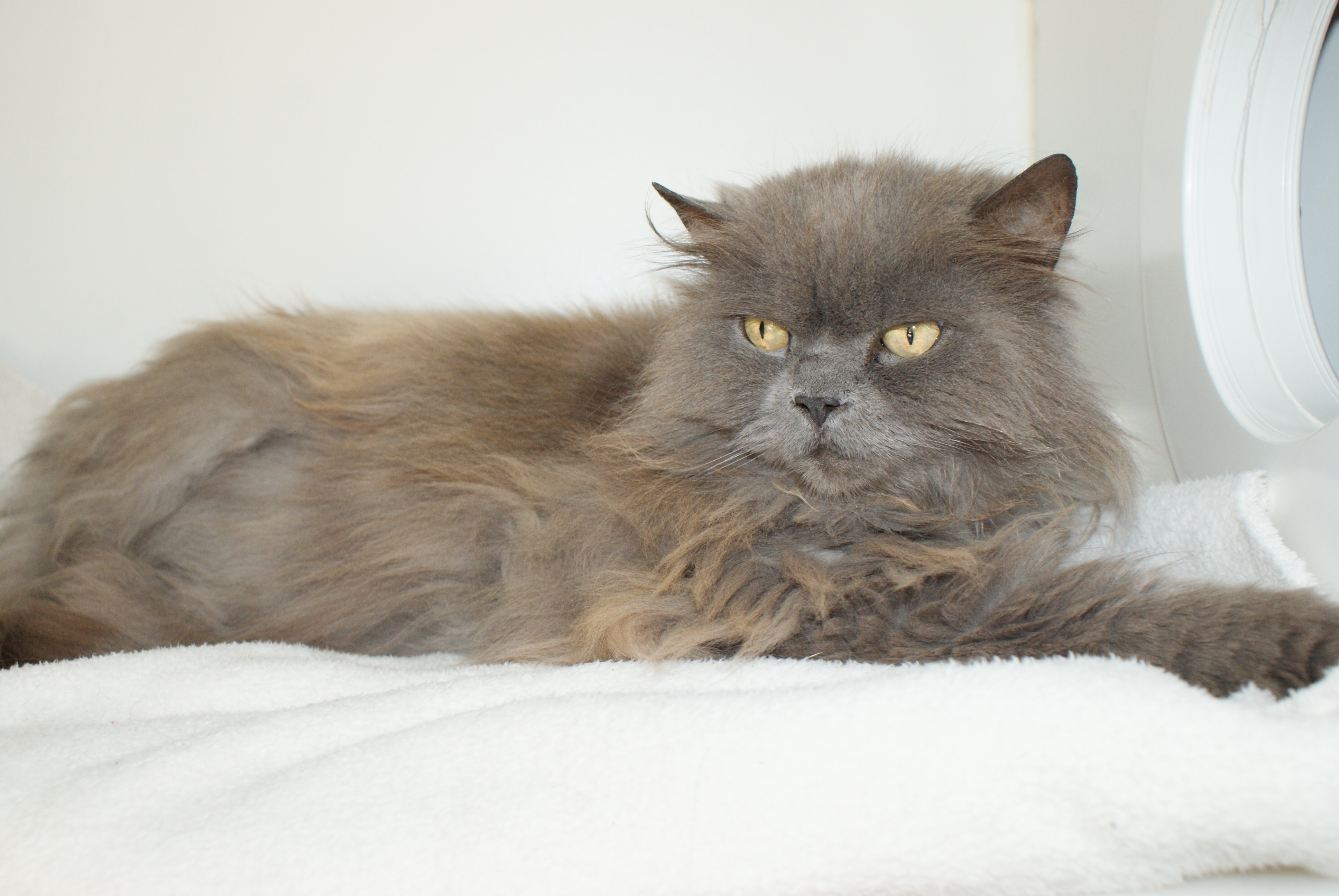 Che Che sta003223 - Female Persian Mix Cat in VIC - PetRescue