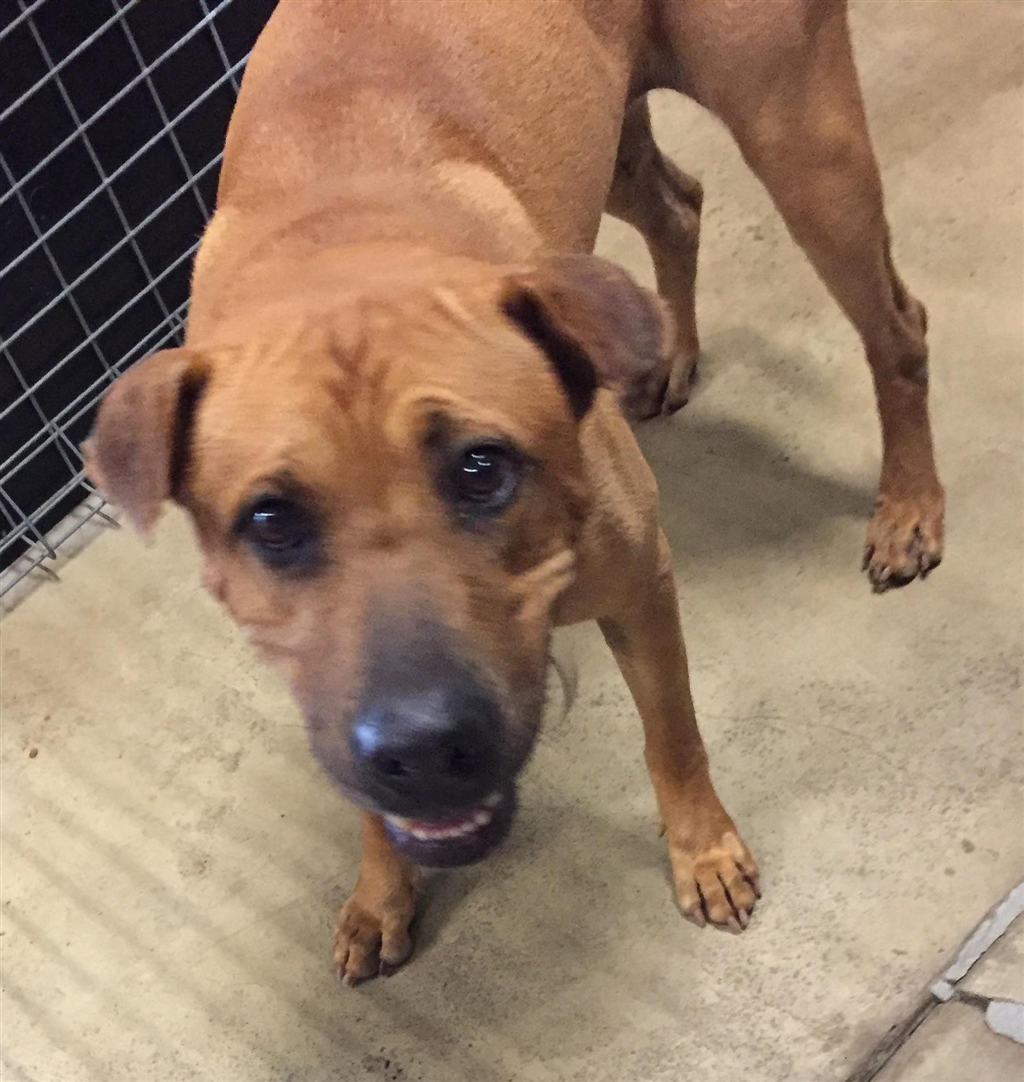 Salt - Large Male Rhodesian Ridgeback x Shar Pei Mix Dog in QLD - PetRescue