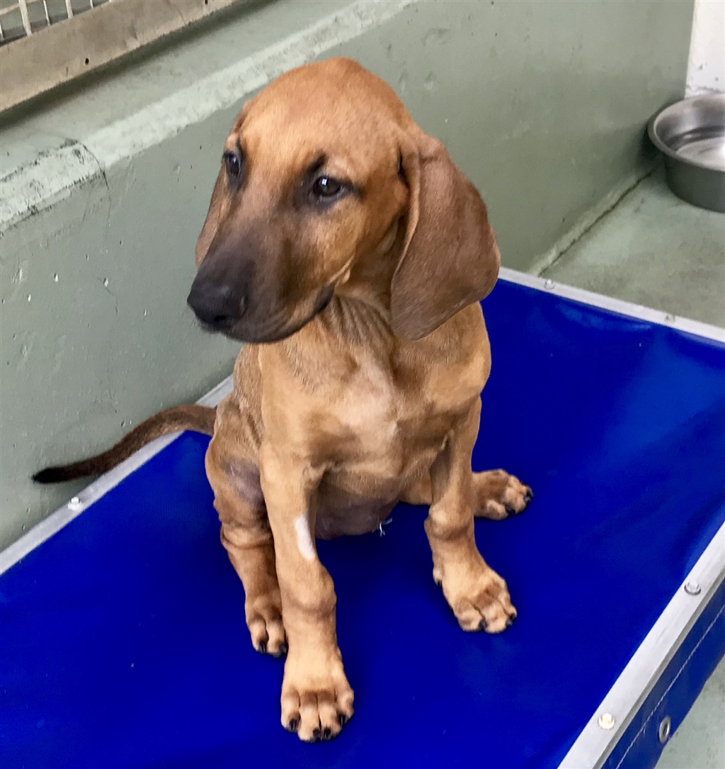 Holly - Large Female Bullmastiff x Doberman Mix Dog in QLD - PetRescue