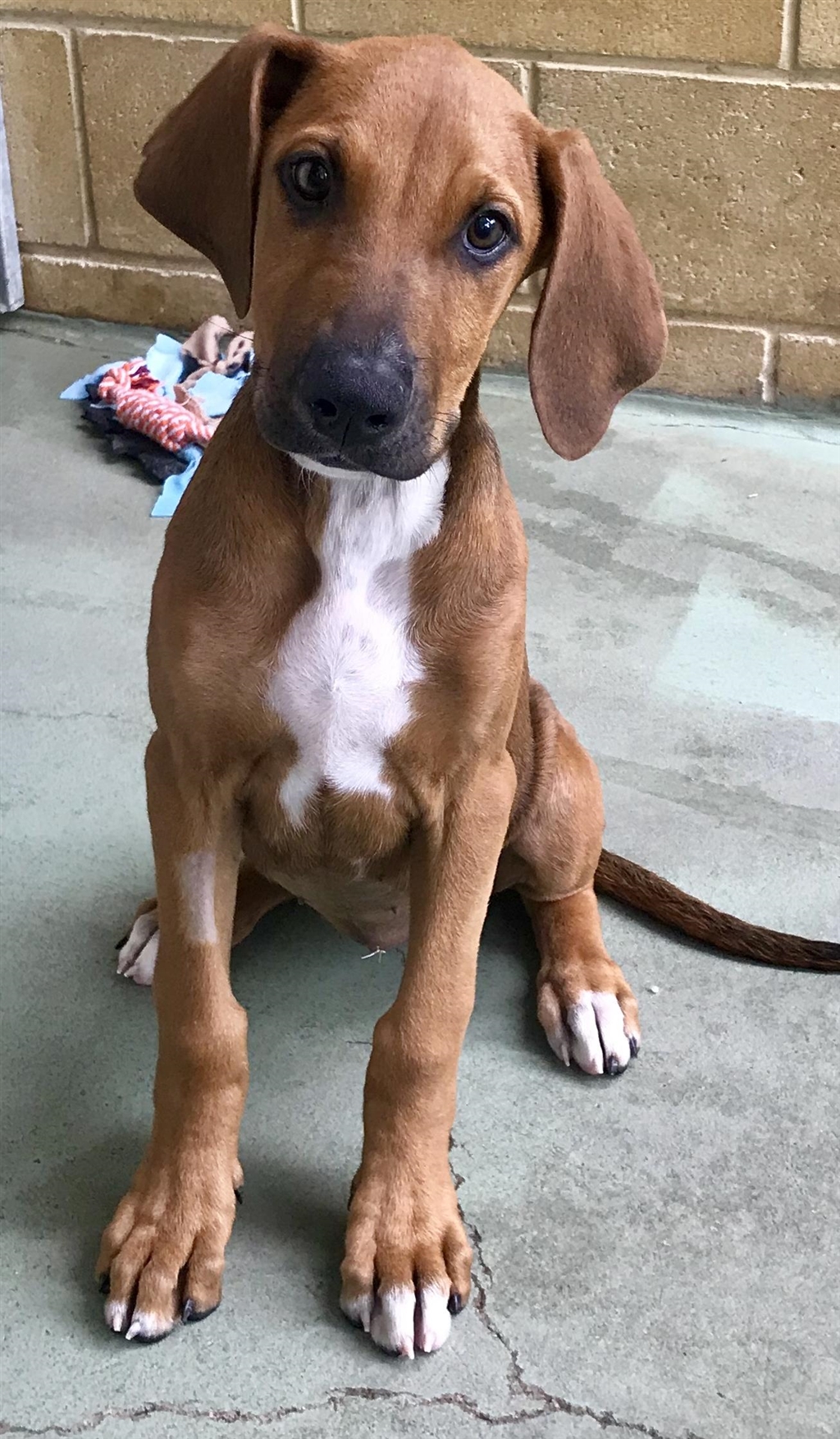 Mia - Large Female Bullmastiff x Doberman Mix Dog in QLD - PetRescue