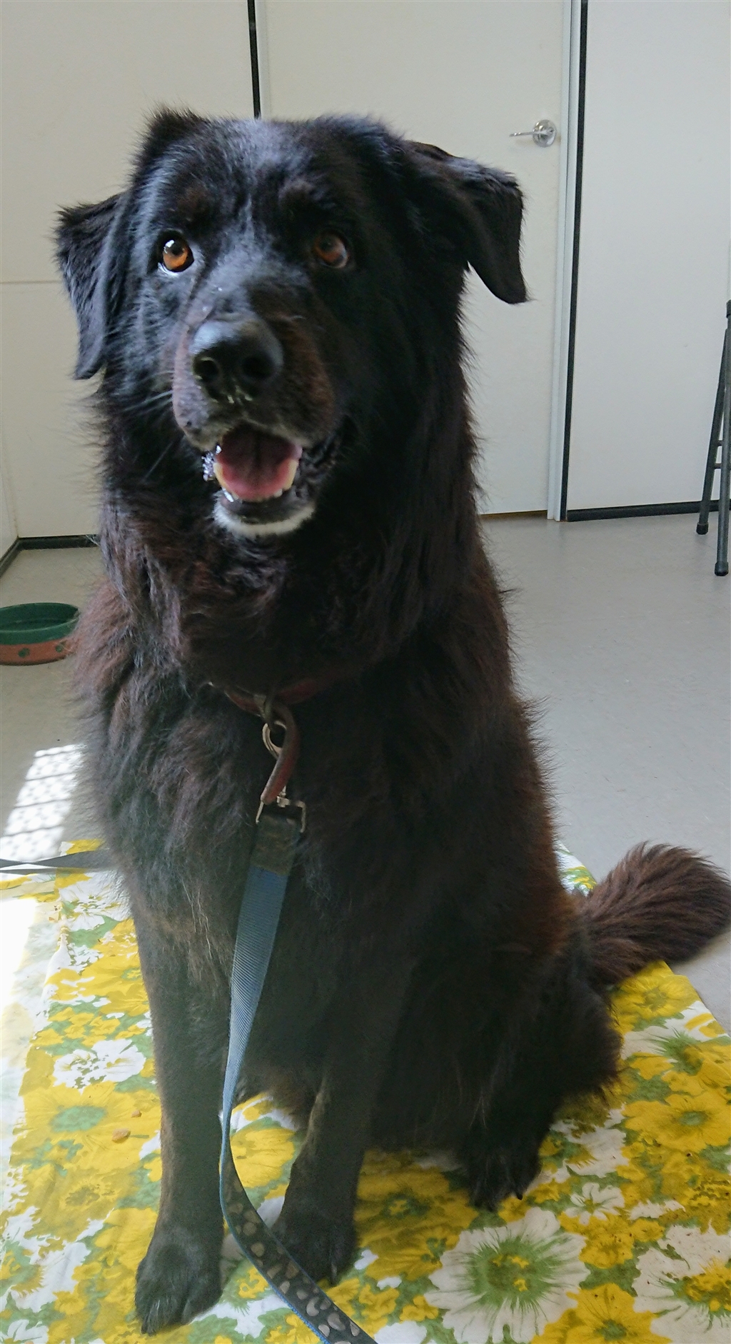 Memphis - Large Male Maremma Sheepdog x Newfoundland Mix Dog in QLD ...