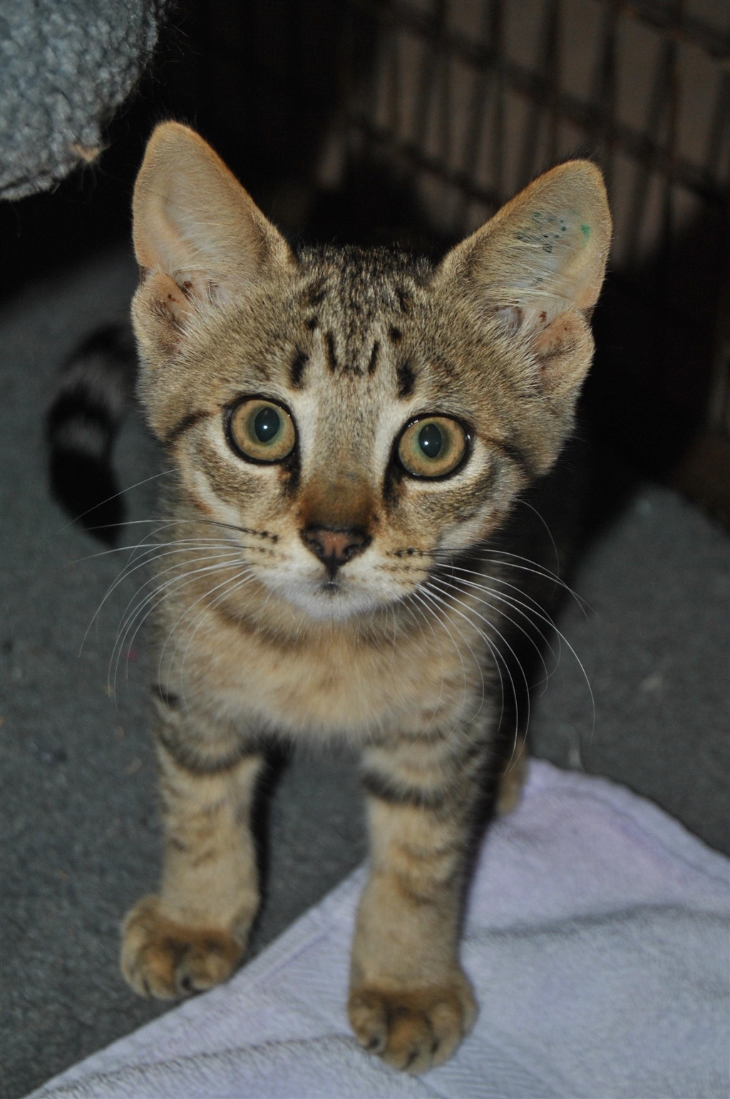 Tiger - Male Domestic Medium Hair Mix Cat in QLD - PetRescue
