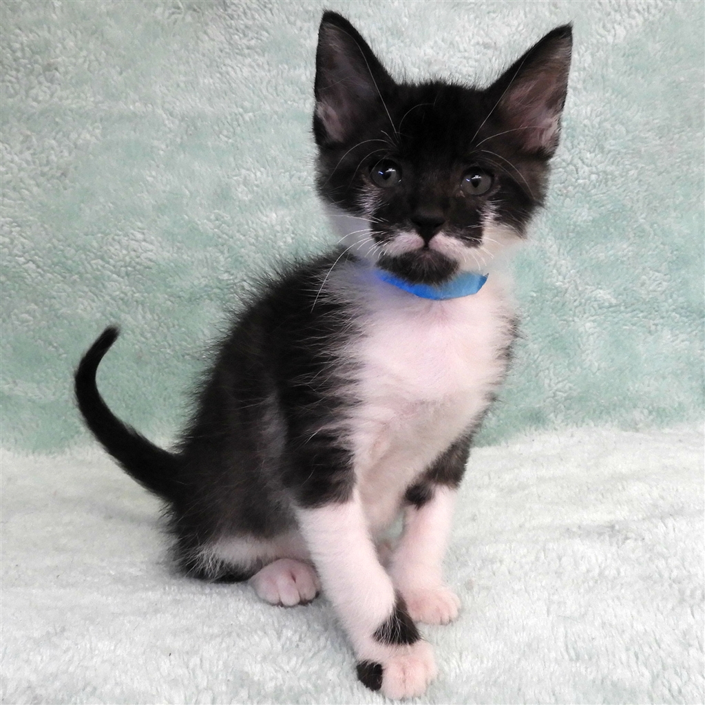 Randall - Male Domestic Short Hair Mix Cat in VIC - PetRescue