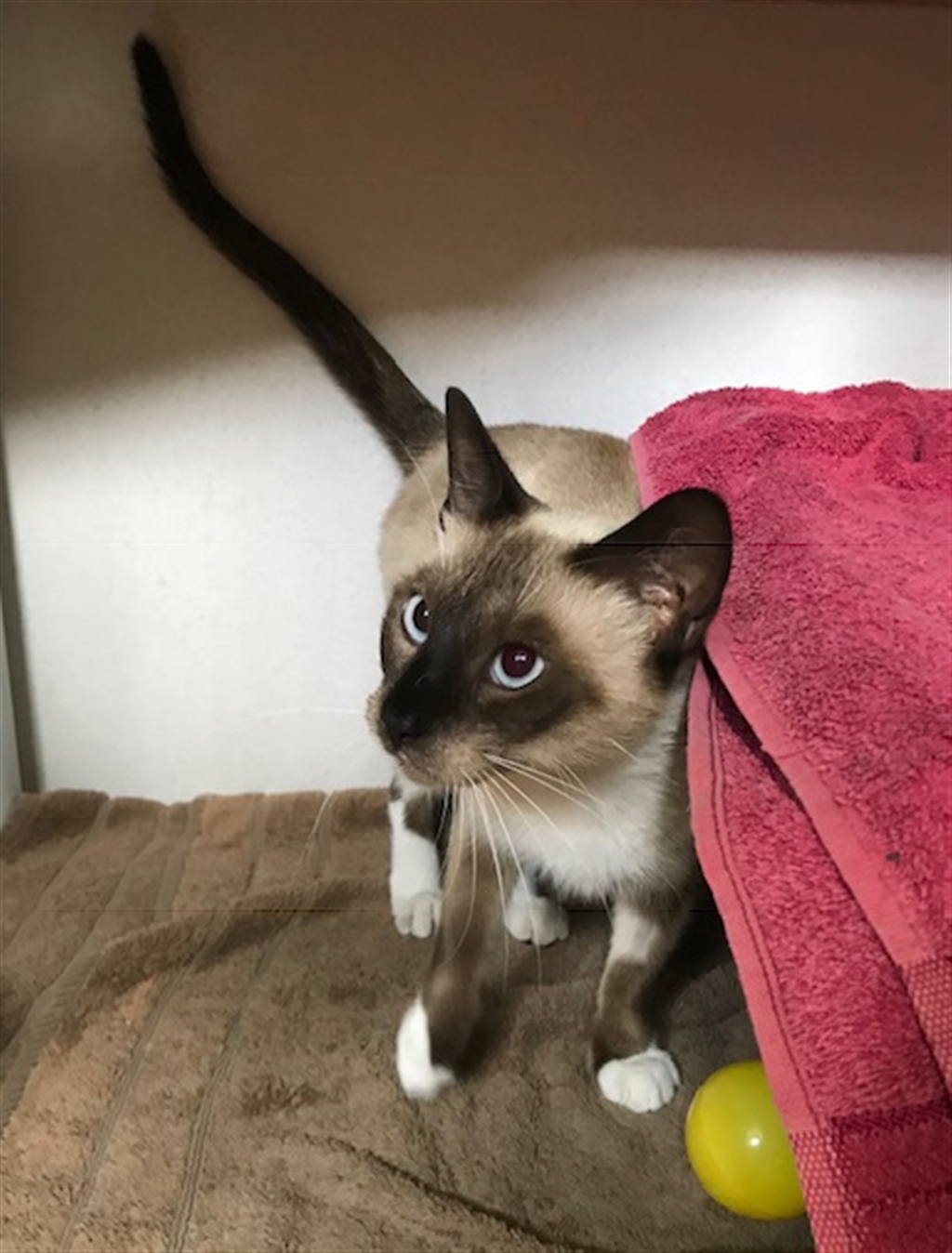 Boomer - Male Snowshoe Mix Cat in QLD - PetRescue