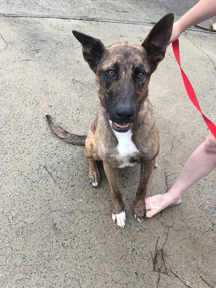 Phoebe - Large Female German Shepherd x Irish Wolfhound Mix Dog in QLD ...