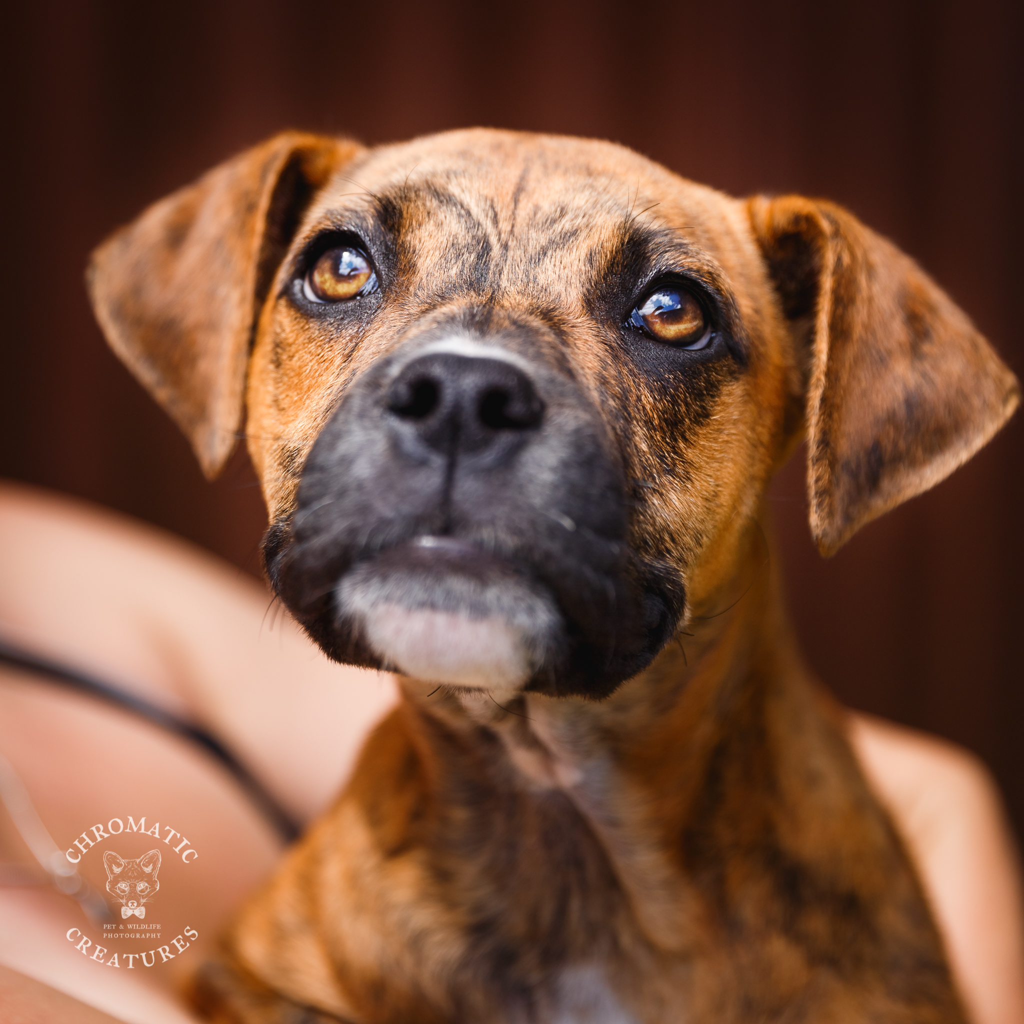 JJ - Medium Male Boxer Mix Dog in NSW - PetRescue