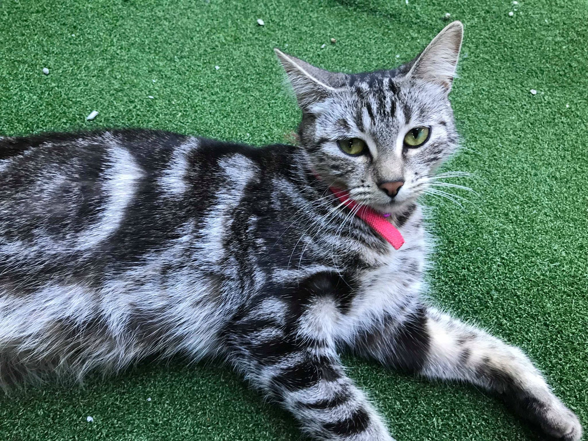 sophie - Female Manx Mix Cat in NSW - PetRescue