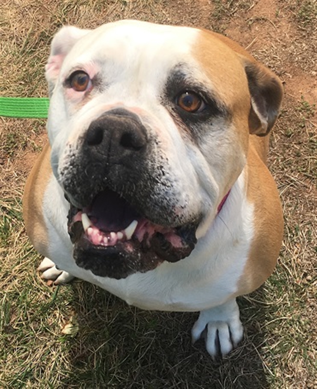 Narla - Medium Female American Bulldog Mix Dog in ACT - PetRescue
