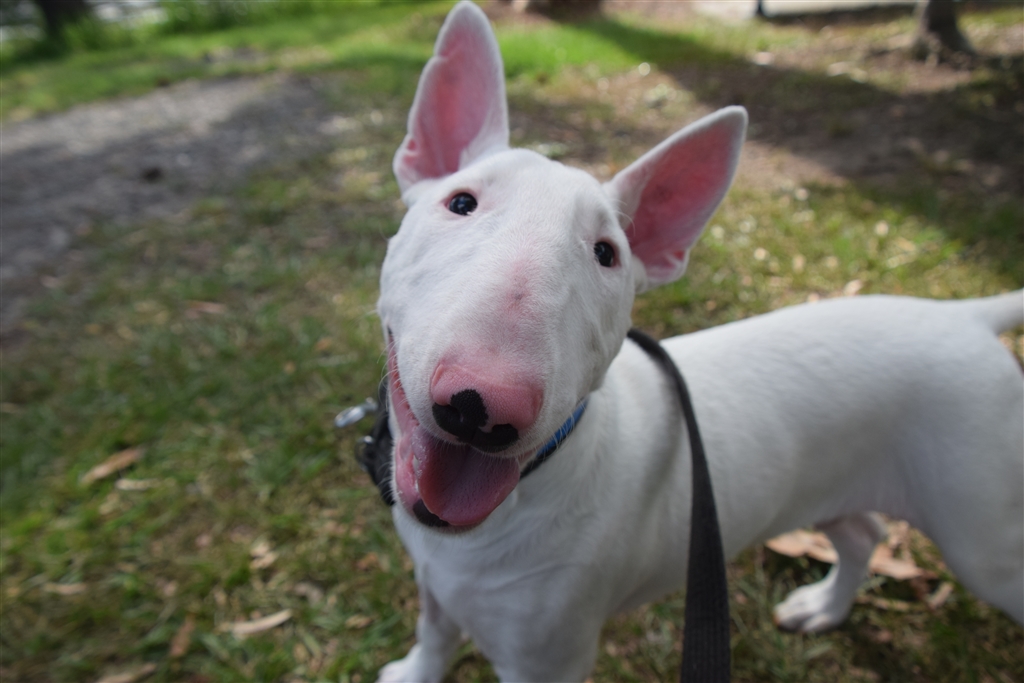 Pud - Medium Male Bull Terrier Dog in QLD - PetRescue