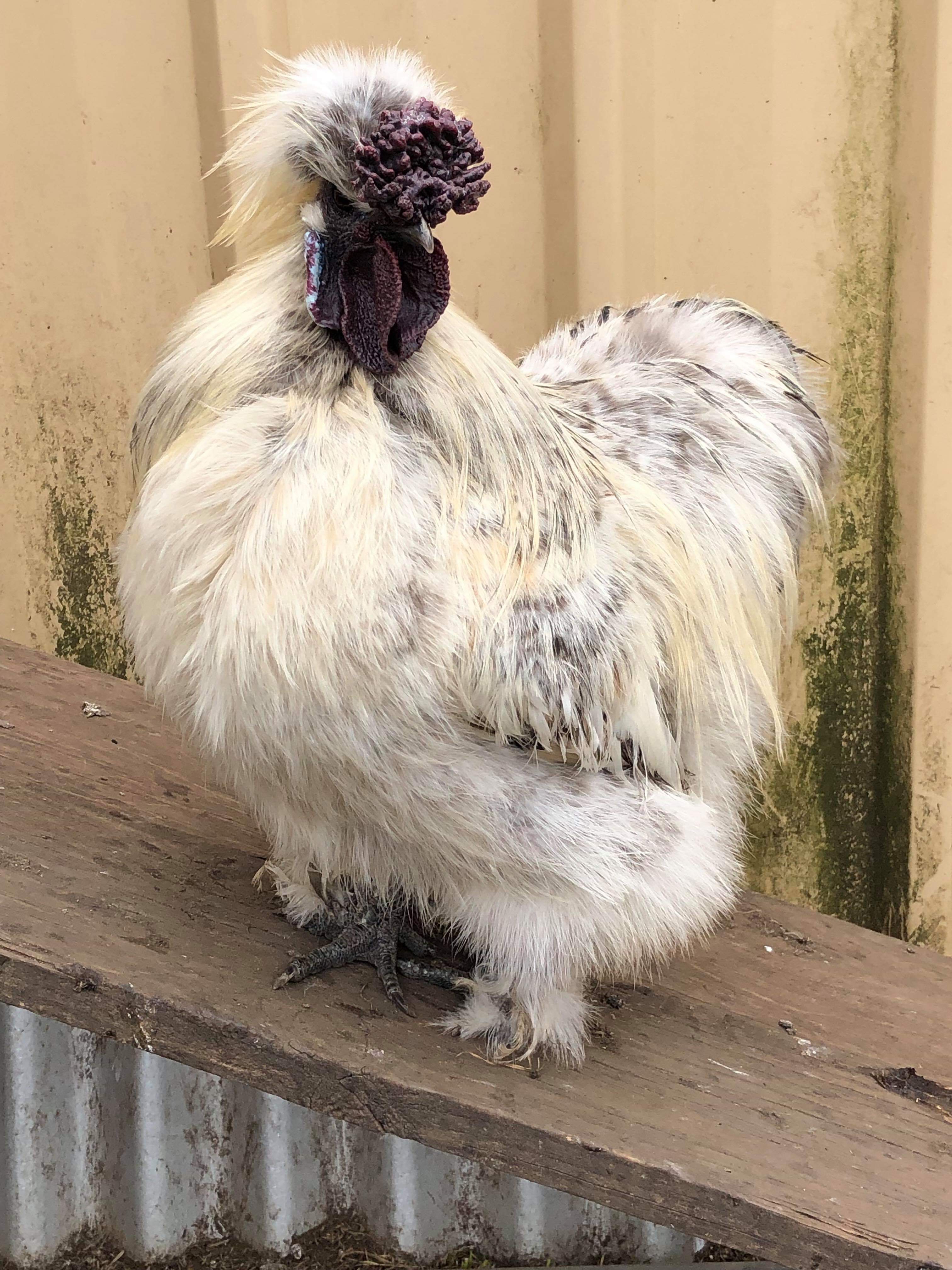 Kentucky - Male Chicken in NSW - PetRescue