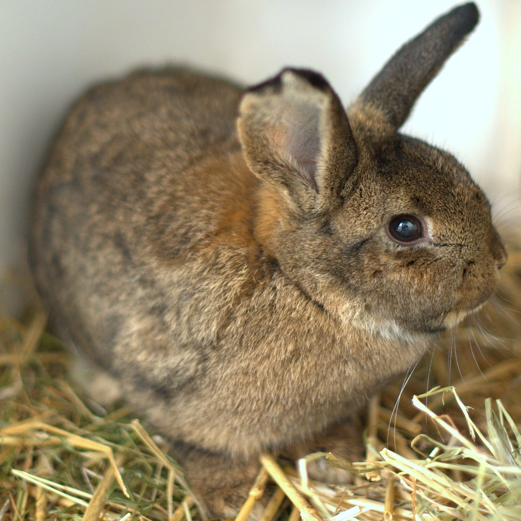 Sarah - Female Rabbit in NSW - PetRescue