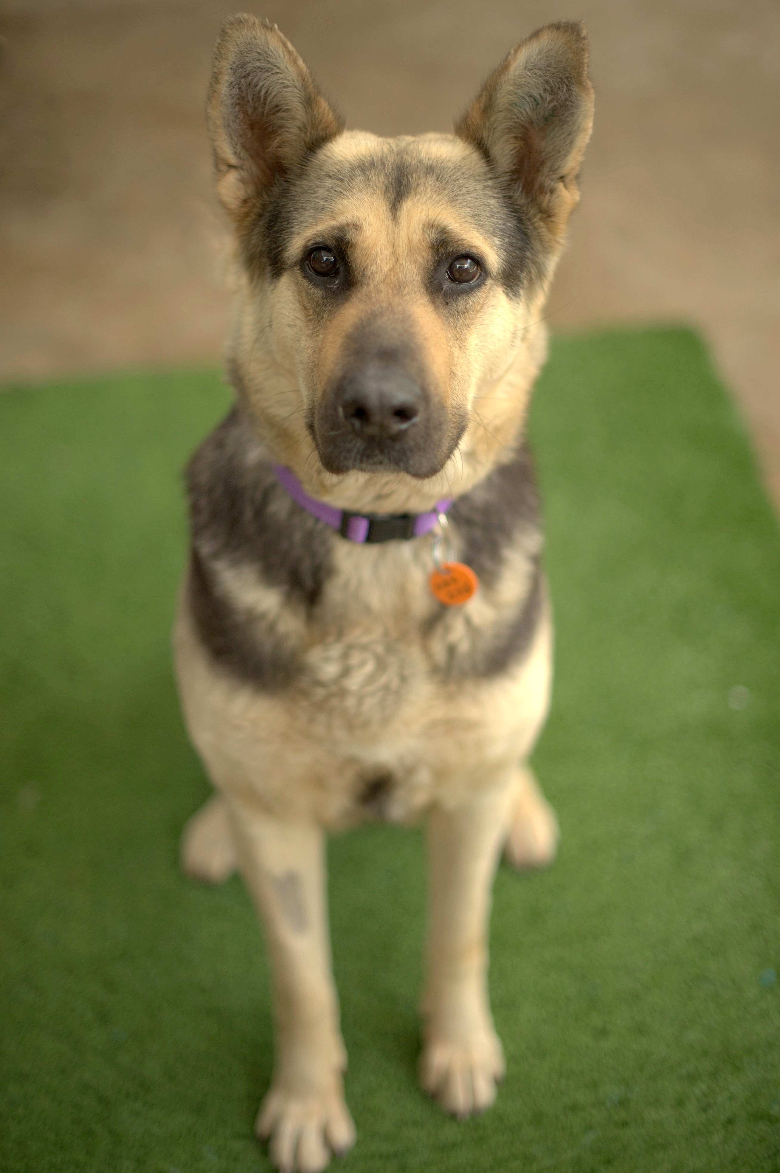 Tori - Large Female German Shepherd Dog in NSW - PetRescue
