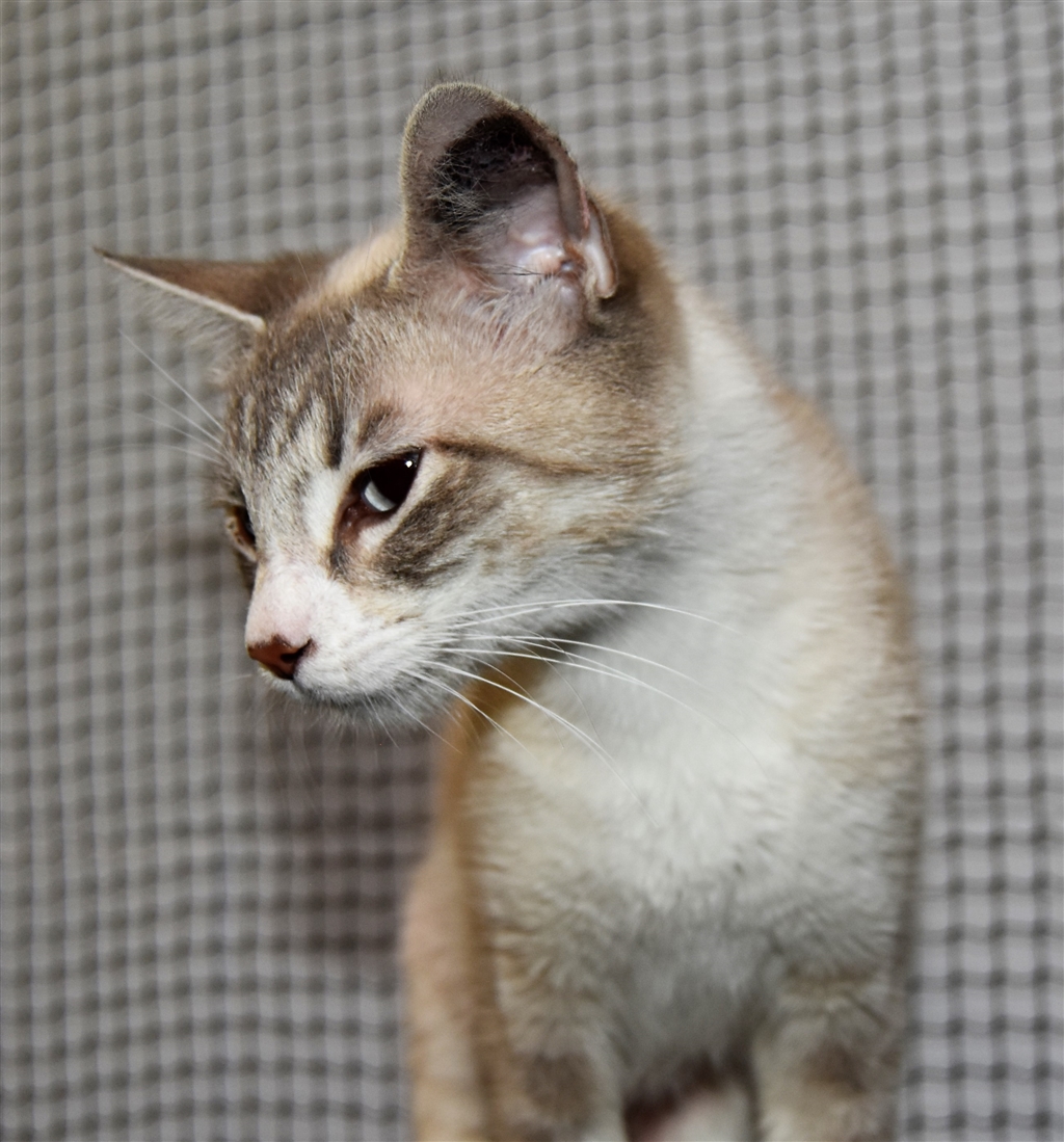 Minx - Female Domestic Short Hair Mix Cat in QLD - PetRescue