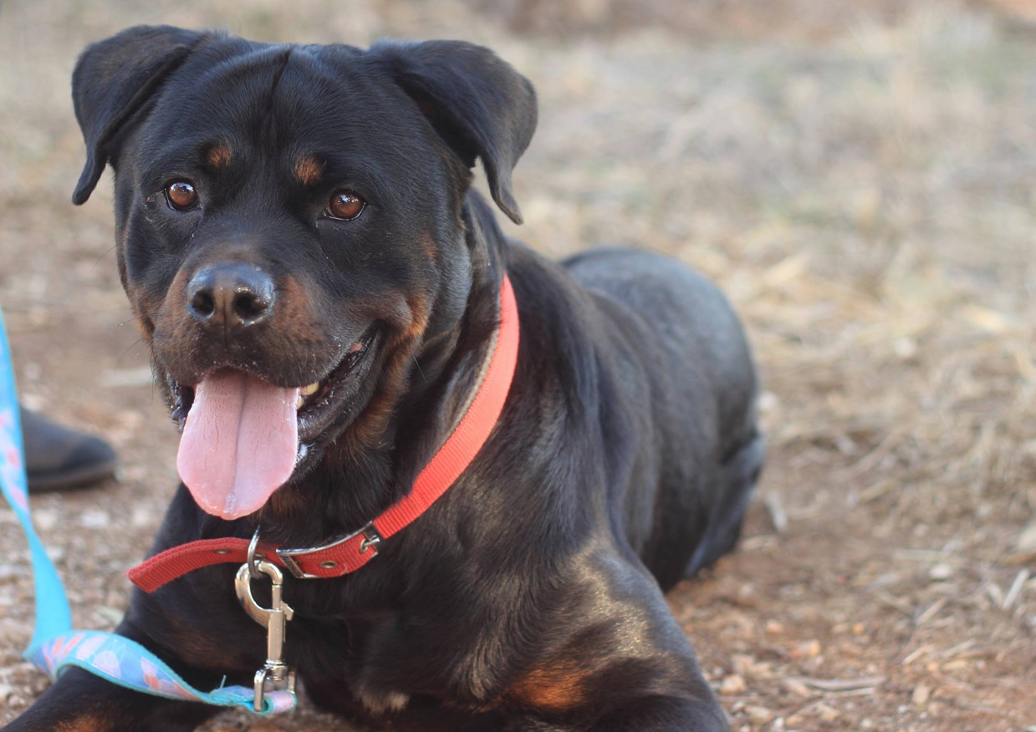 Salazar - Large Male Rottweiler Dog in SA - PetRescue