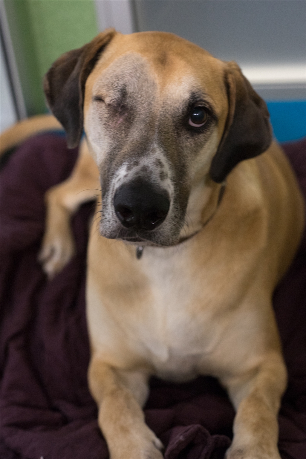 Ben - Large Male Great Dane x Rhodesian Ridgeback Mix Dog in QLD ...