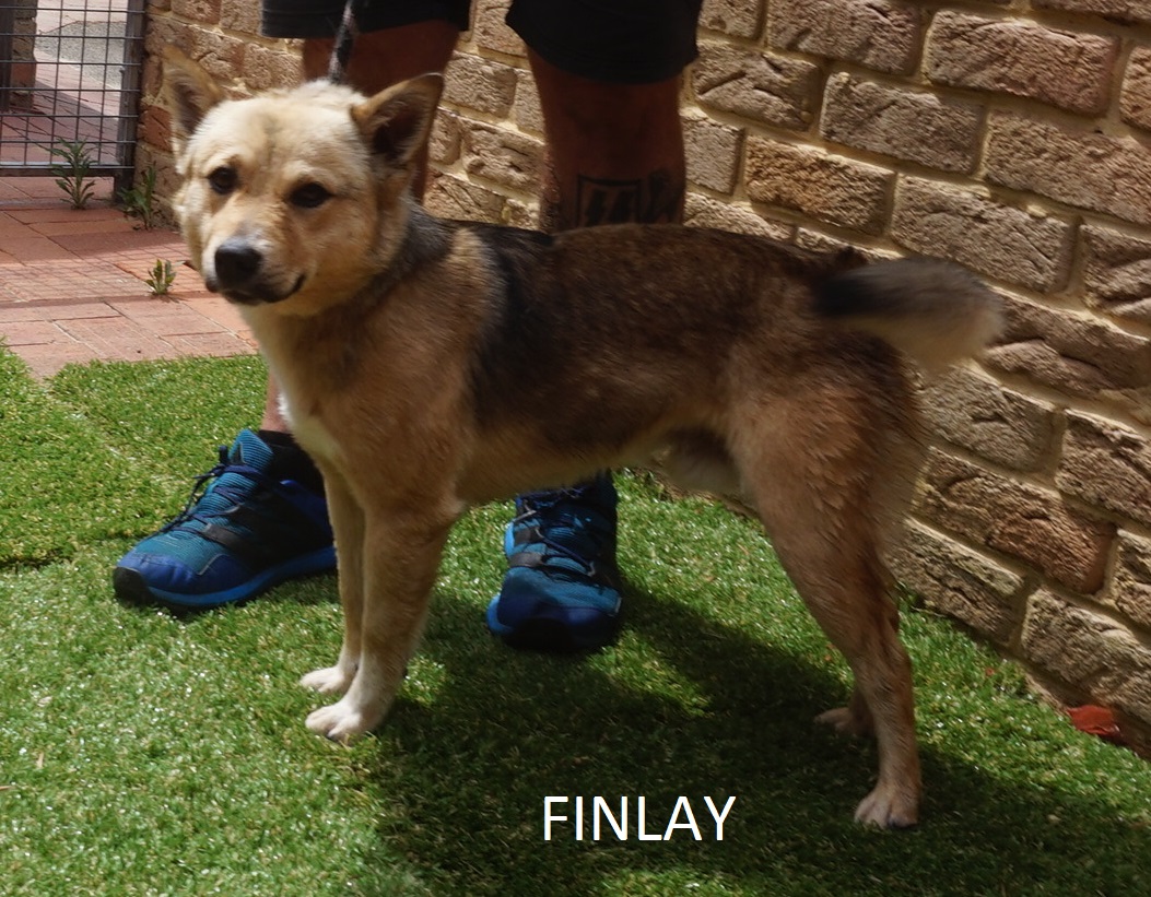 Finlay - Small Male Spitz Mix Dog in WA - PetRescue