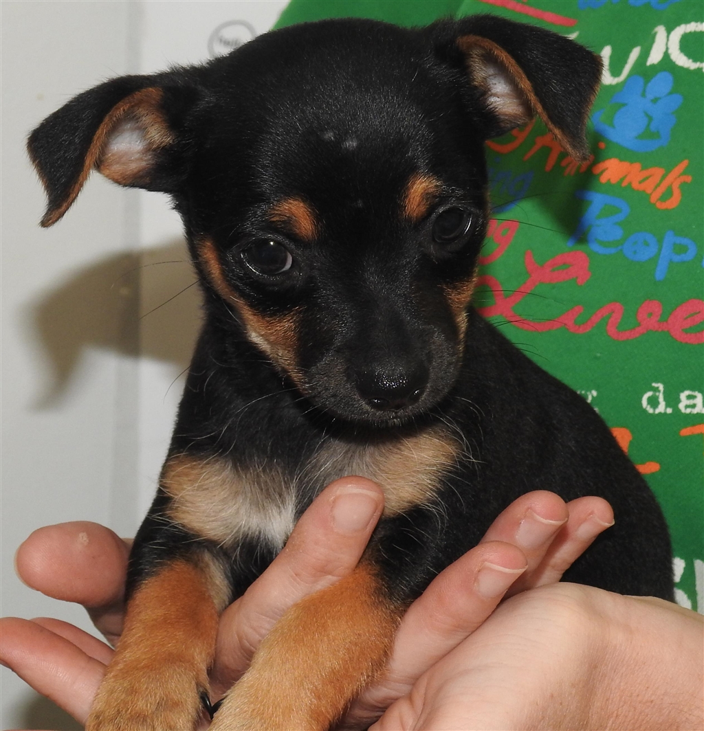 Chihuahua Mix Fox Terrier