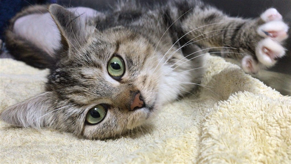 Bunty - Female Domestic Short Hair Cat in ACT - PetRescue