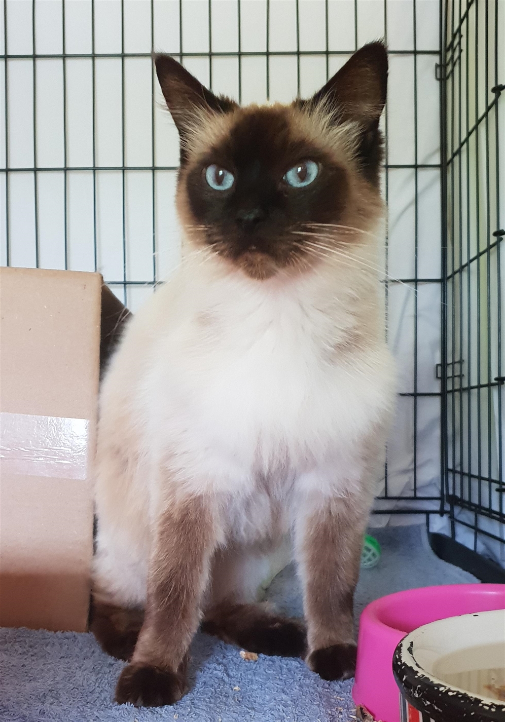 Felicity - Female Birman x Ragdoll Mix Cat in QLD - PetRescue