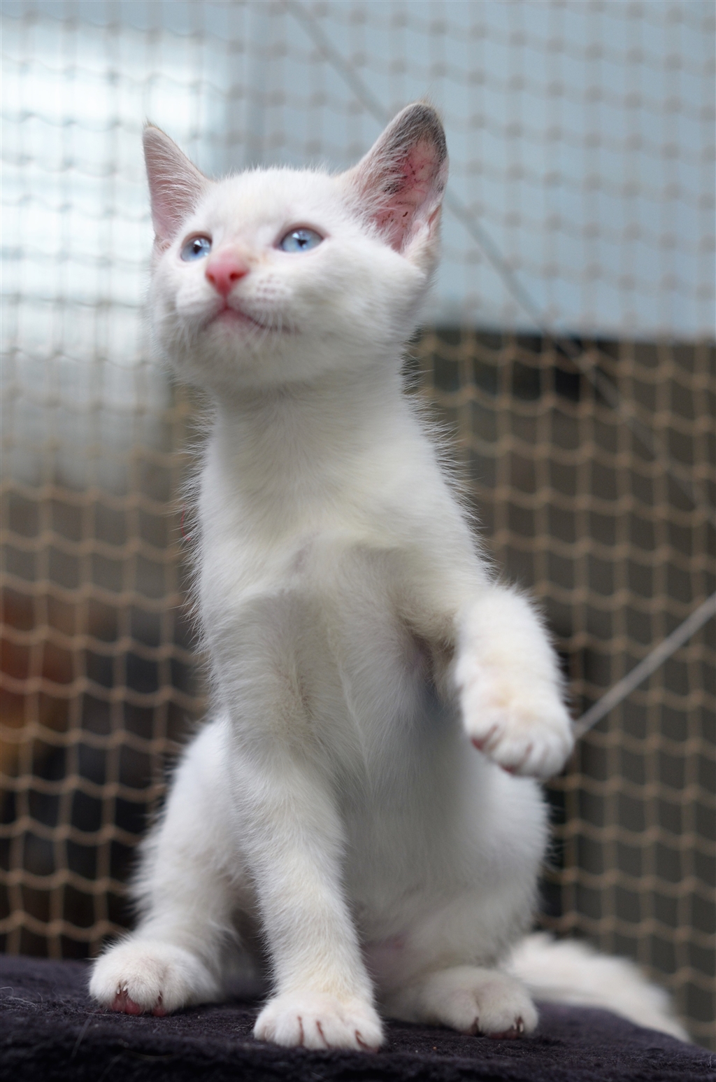Mickey - Male Layanese Mix Cat in QLD - PetRescue