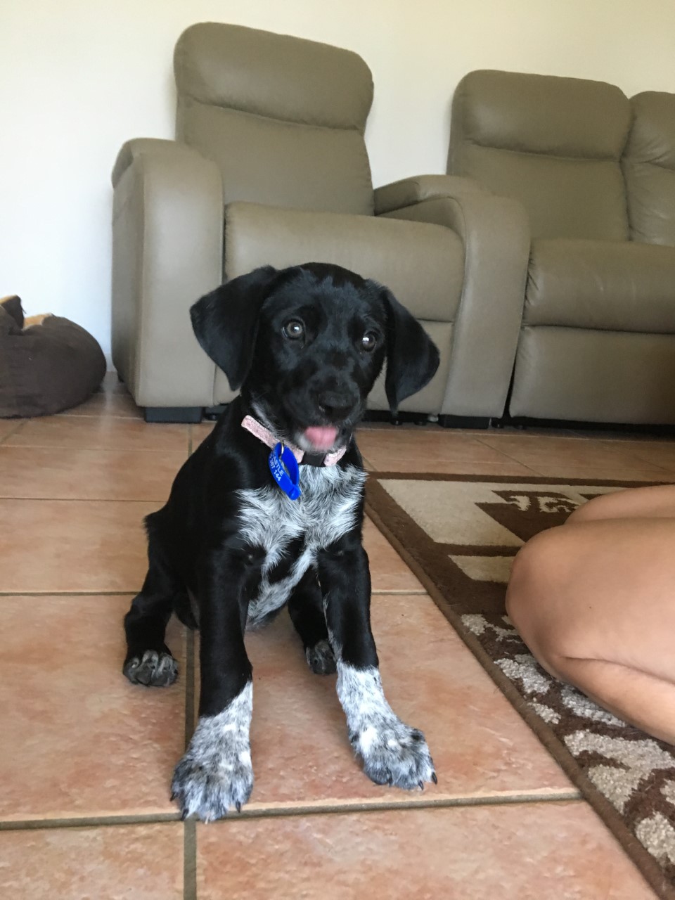 Pippa ~ GSP X Cattle dog (on trial 23/12/18) - Medium Female Australian ...