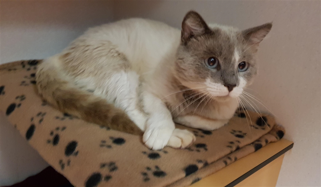 Archie - Male Snowshoe Mix Cat in QLD - PetRescue