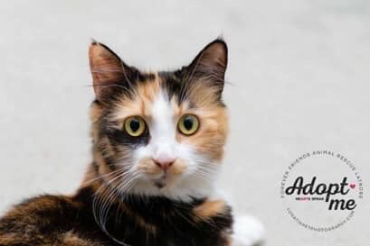 Chelly - Female Domestic Long Hair Cat in VIC - PetRescue
