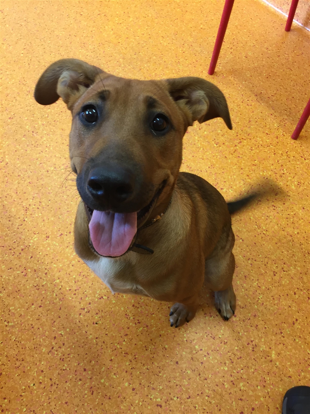 Charlotte - Medium Female German Shepherd x Rhodesian Ridgeback Mix Dog ...