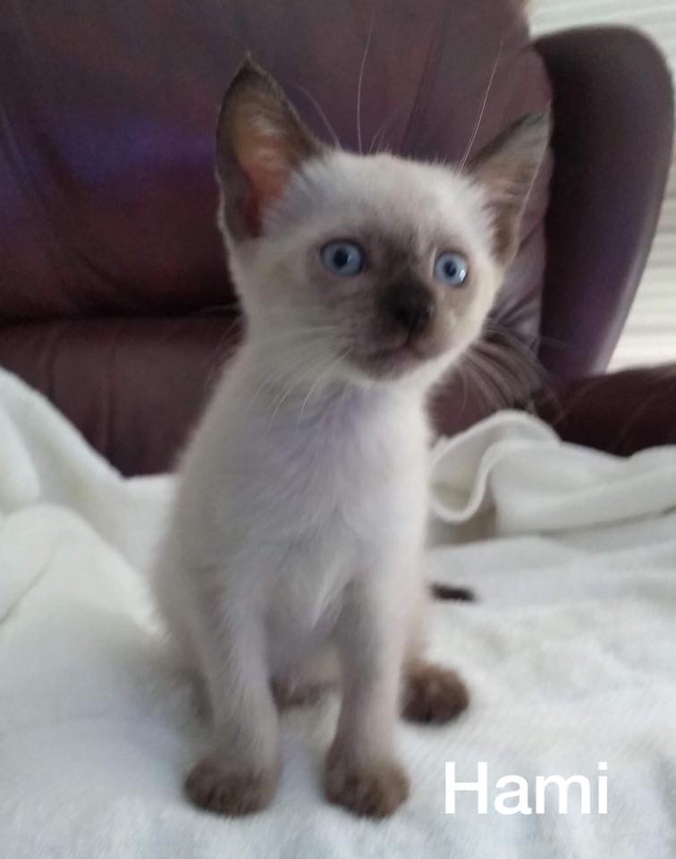 Hami - Female Domestic Short Hair Cat in QLD - PetRescue