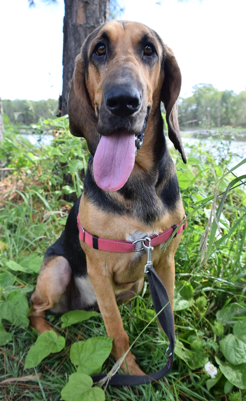 Adalind - Large Female Bloodhound Dog in QLD - PetRescue