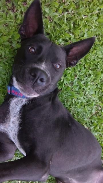 Bitza - Medium Male Mixed Breed Dog in NT - PetRescue