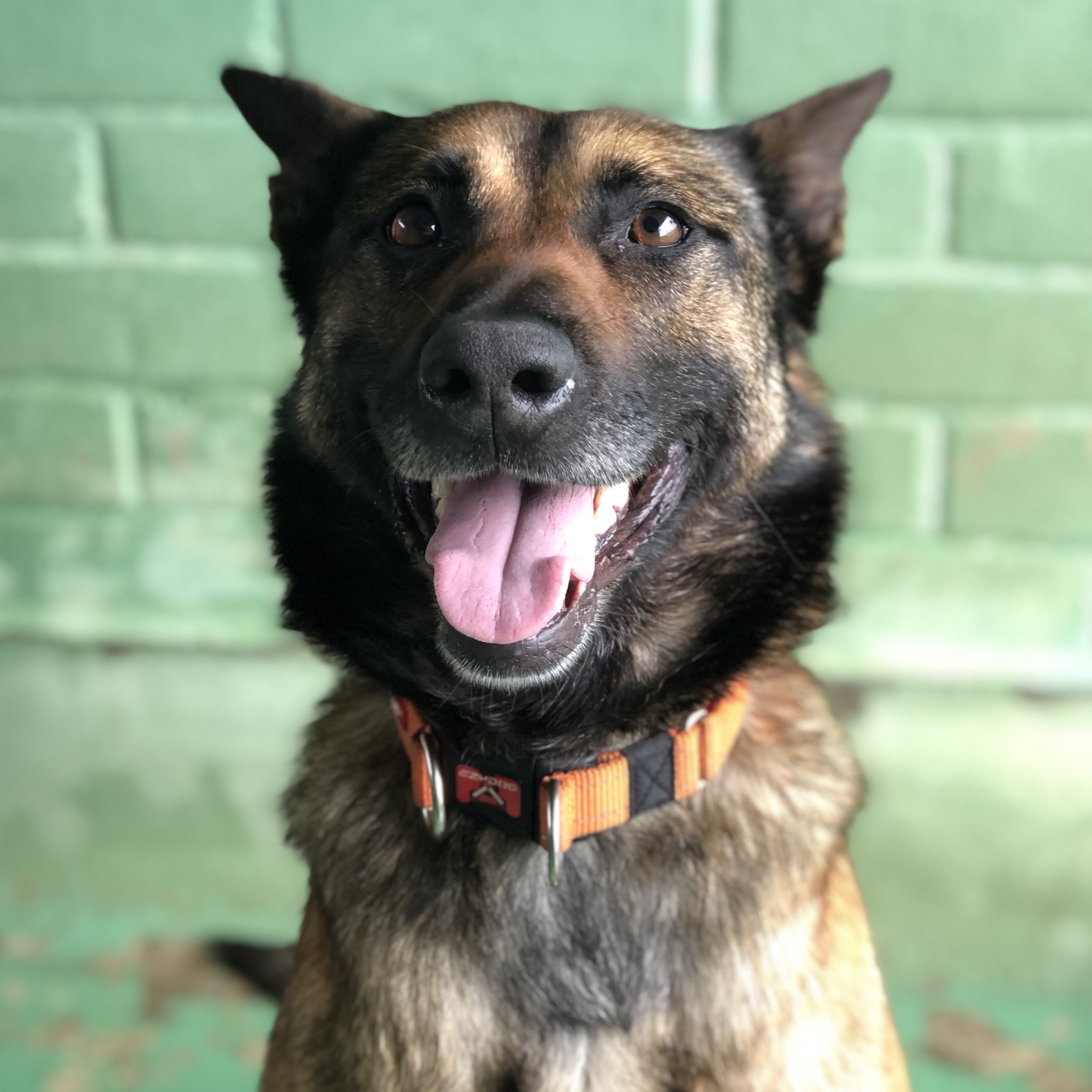 Milo - 37180 - Medium Female Belgian Shepherd - Groenendael Dog in VIC ...