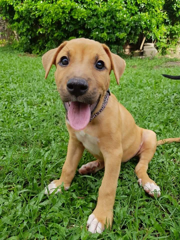Ginger - Medium Female American Staffordshire Terrier x Rhodesian ...