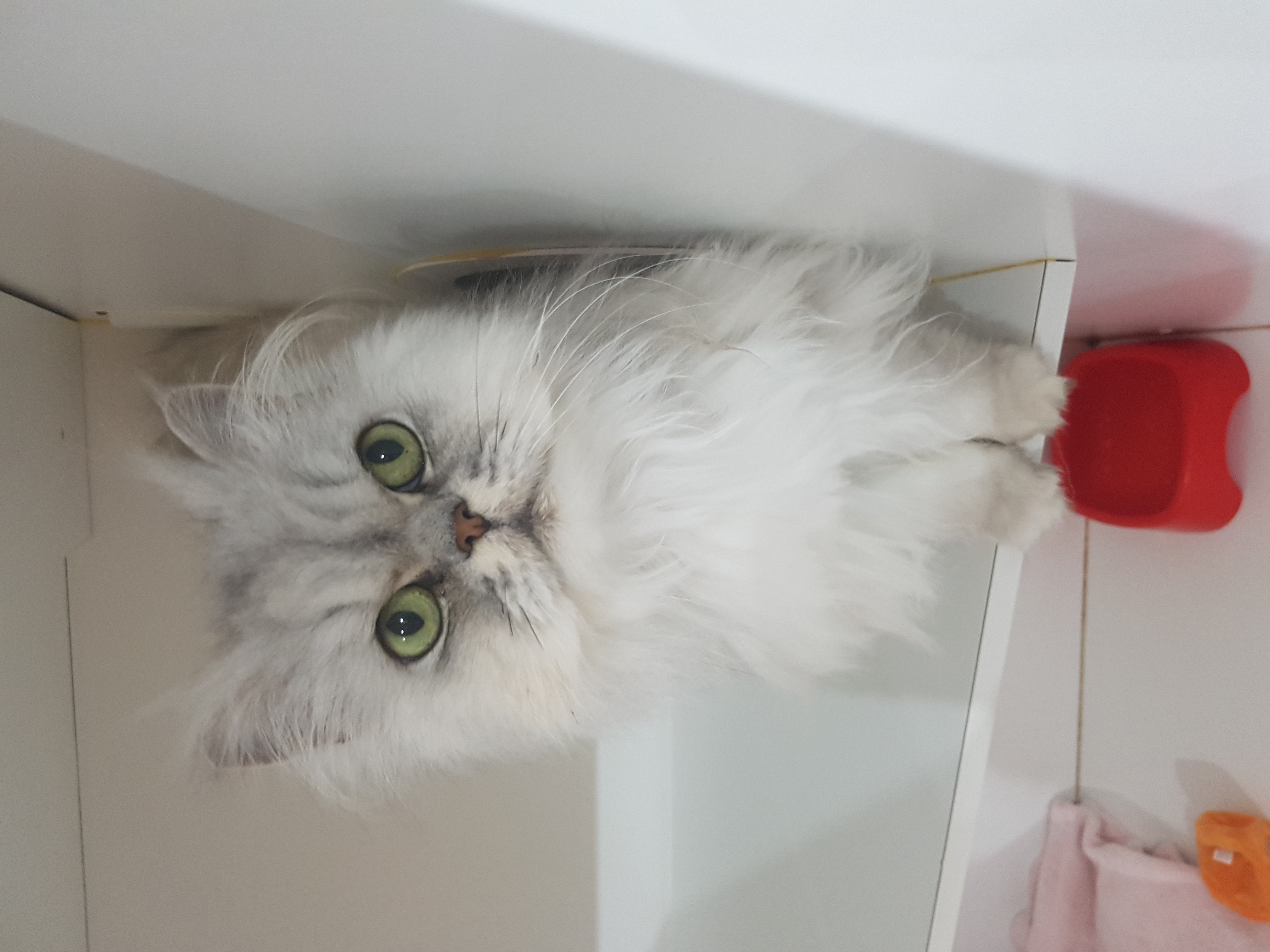 Velvet - Female Chinchilla Mix Cat in VIC - PetRescue