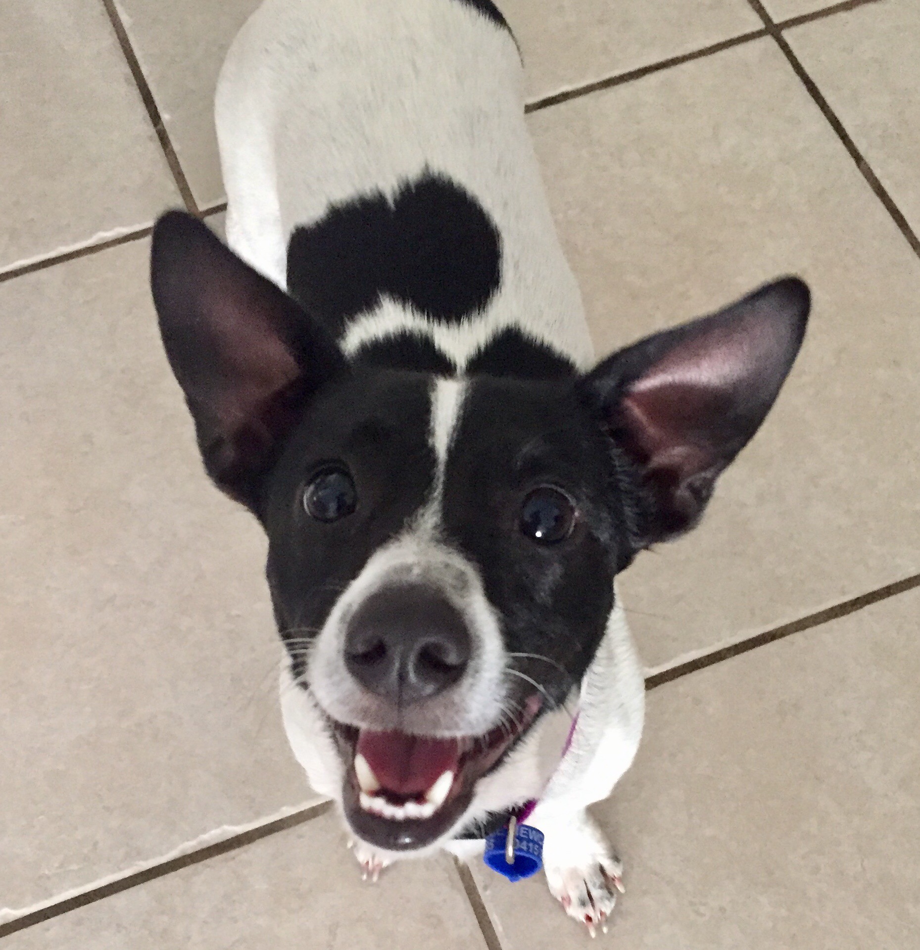 Susie ~ 2 yr old Mini Foxie x (Trial 12/1/19) - Small Female Miniature ...