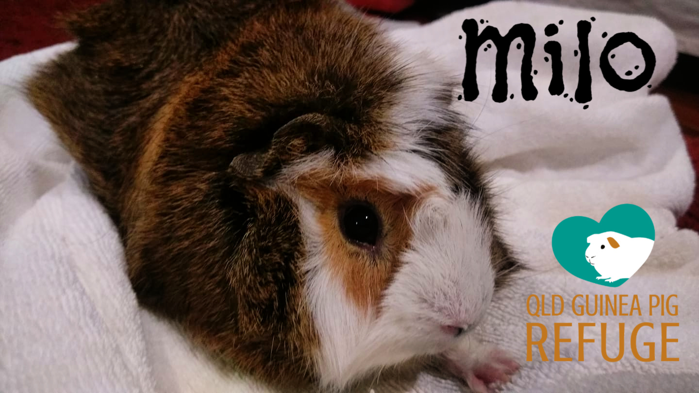 Milo - Male Medium-hair Abyssinian Guinea Pig in QLD - PetRescue