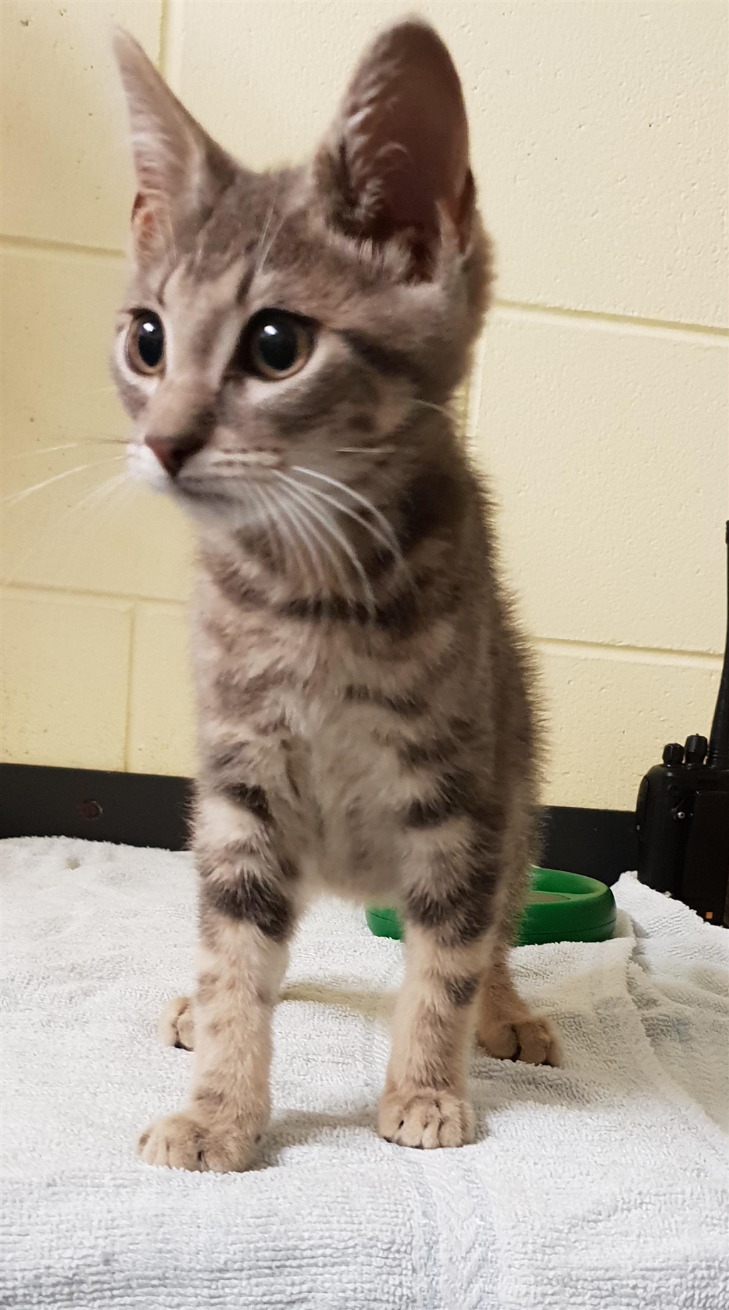 Lennon - Male Manx Mix Cat in QLD - PetRescue