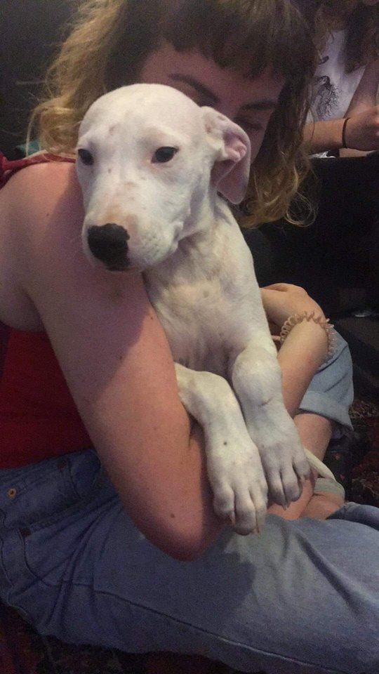 Puppy Kaya DL2039 - Large Female Bull Arab x Mastiff Dog in WA - PetRescue